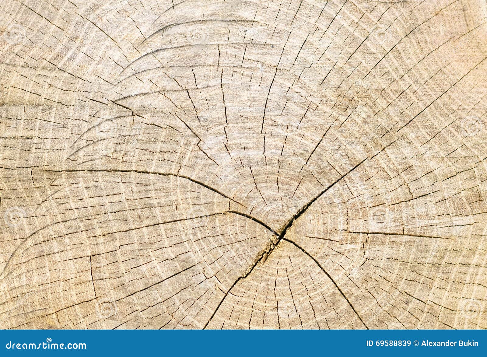 Circles on a Tree Stump, Wood Texture Stock Image - Image of nature ...