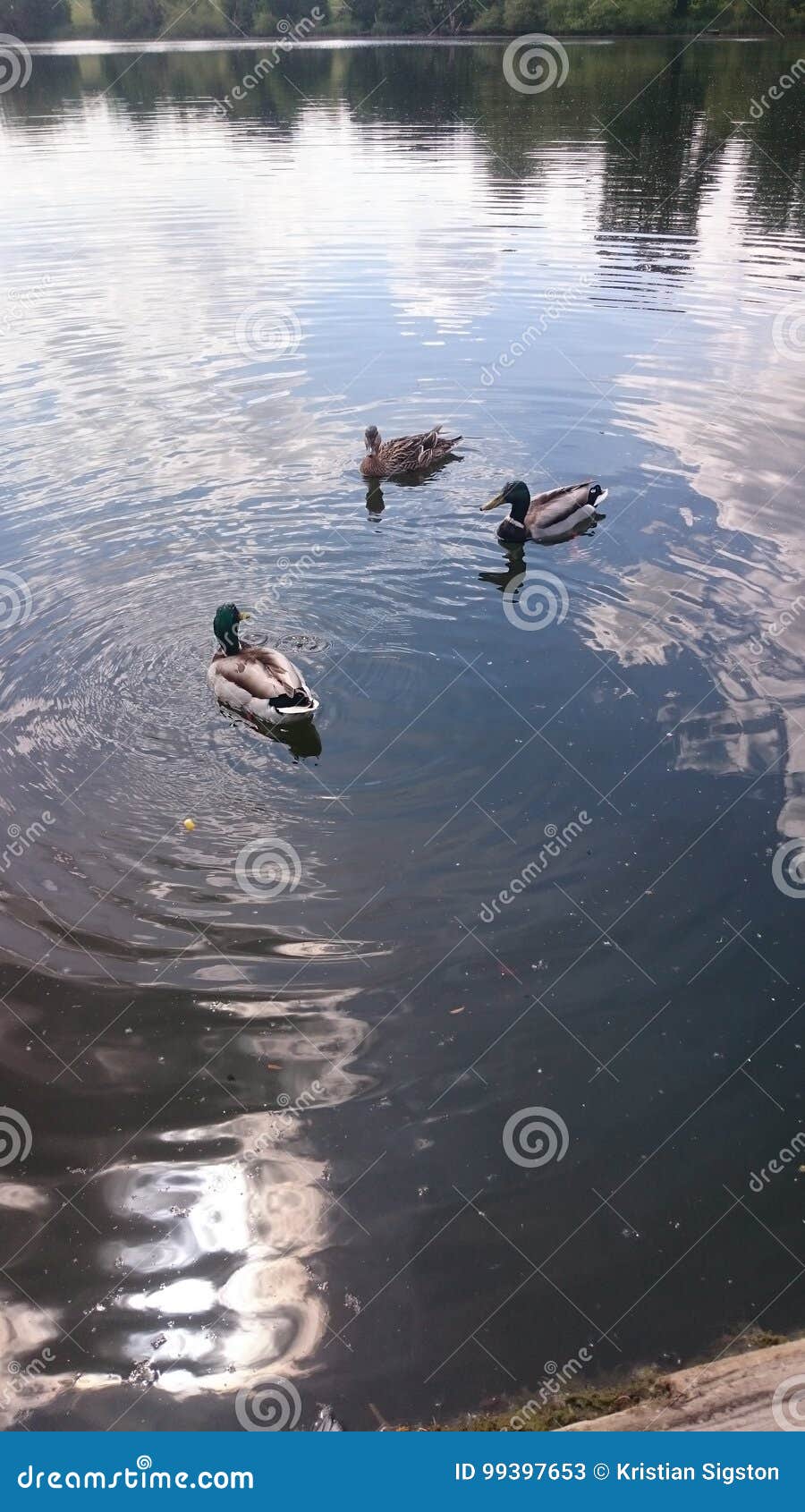 Circling ducks stock image. Image of circling, lake, ducks - 99397653