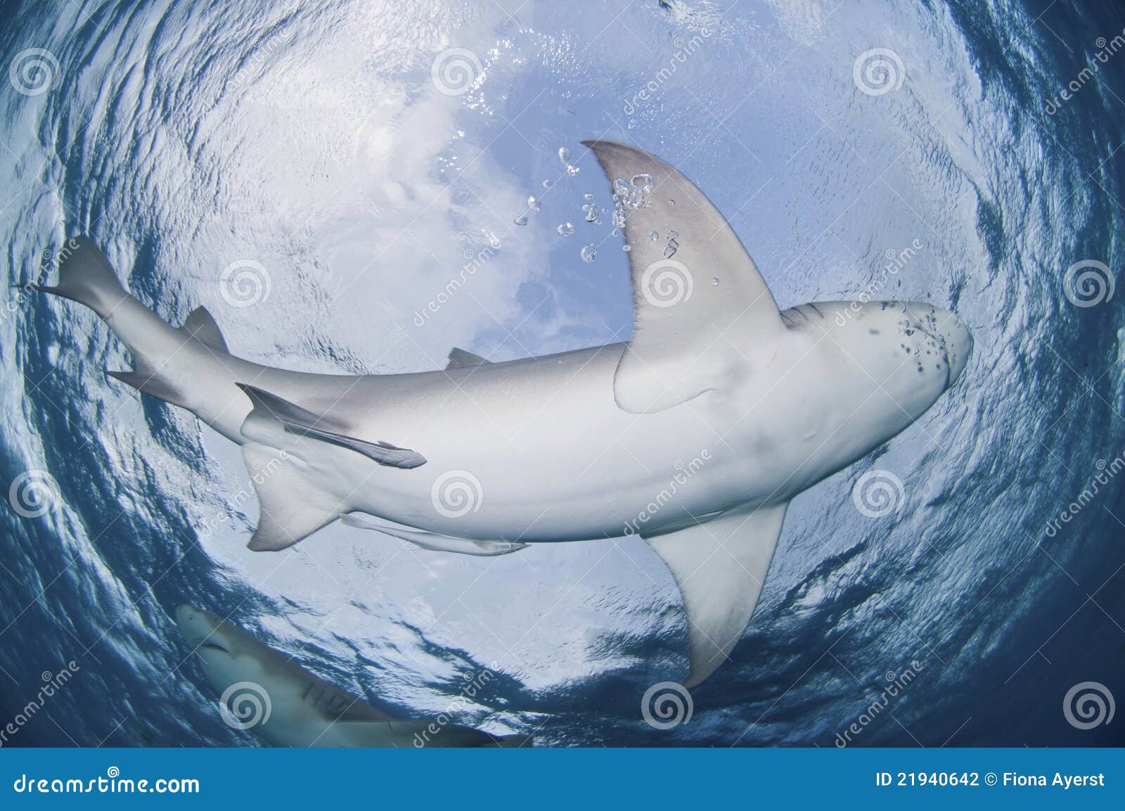 Circling shark stock photo. Image of shark, fish, angle - 21940642