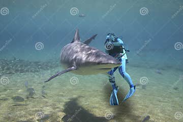 Circling Shark stock image. Image of queensland, aquarium - 473293