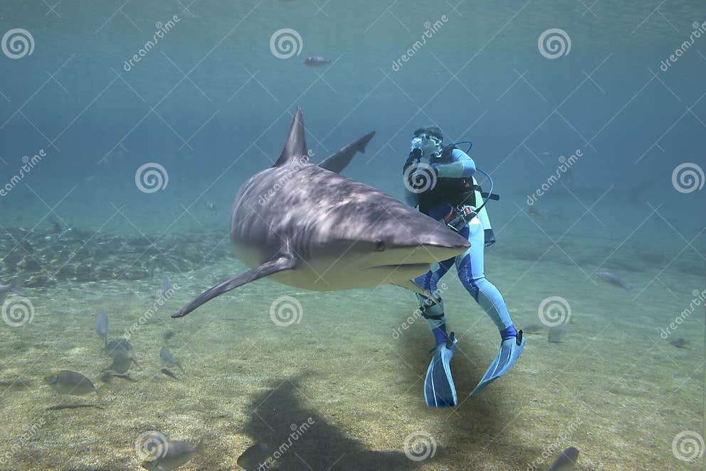 Circling Shark stock image. Image of queensland, aquarium - 473293