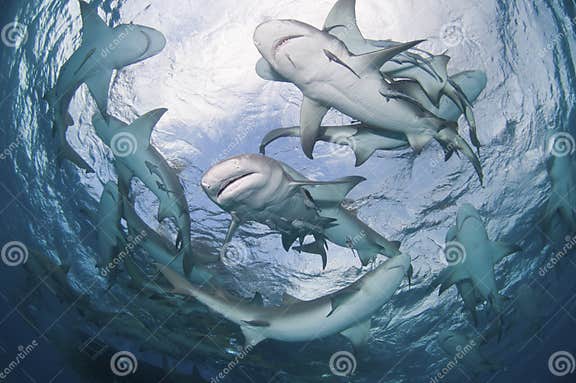 Circling sharks stock photo. Image of predator, sunburst - 21245468