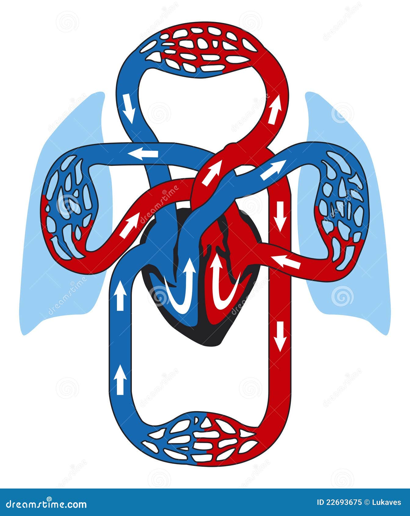 Circulación ilustración del vector. Ilustración de sistema - 22693675