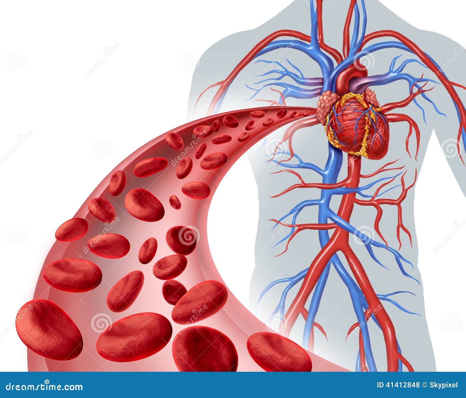 Circulación De Corazón De La Sangre Stock de ilustración - Imagen: 41412848