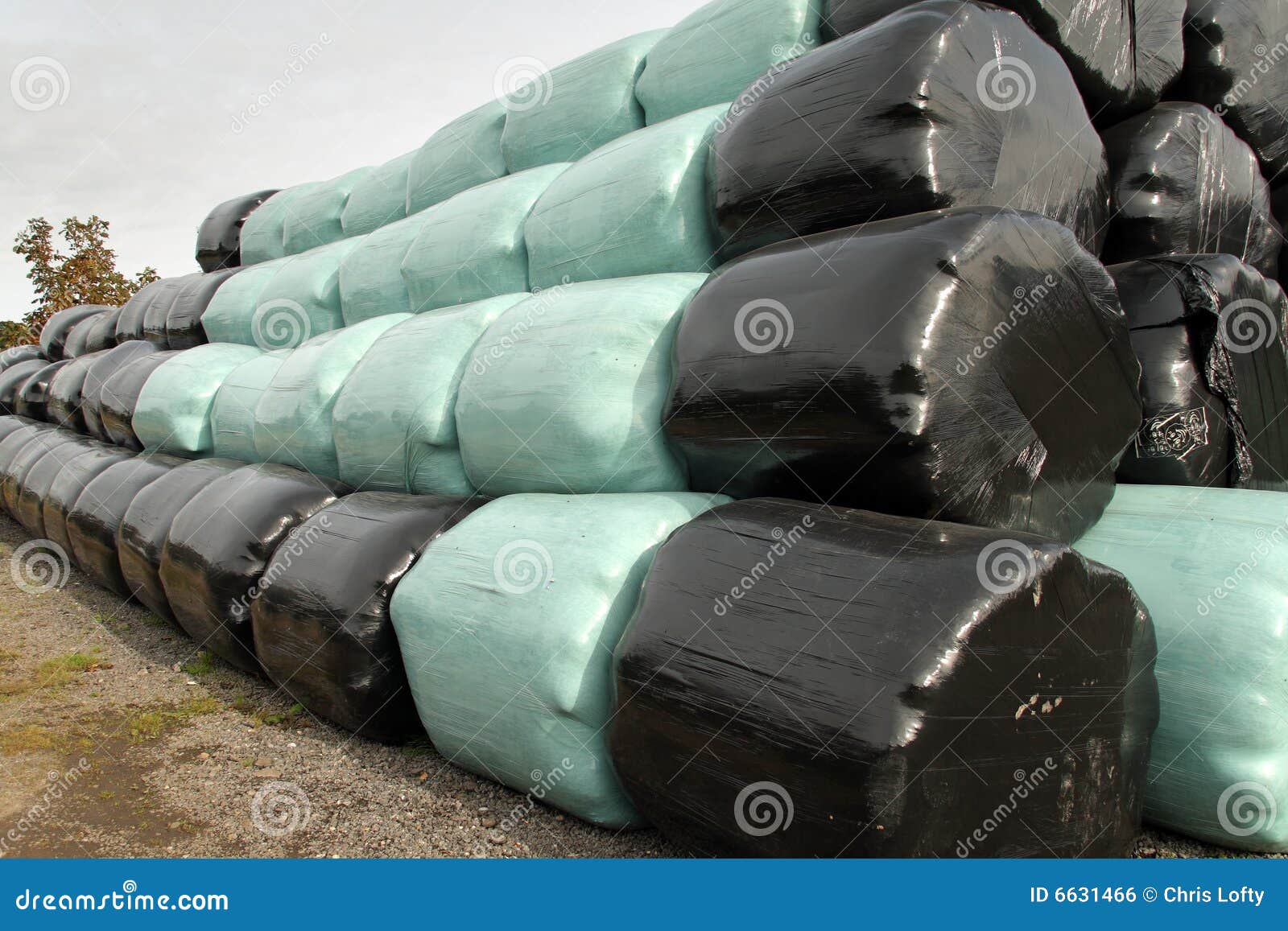 Circular Bales of Hay Wrapped in Colored Plastic Stock Photo - Image of ...