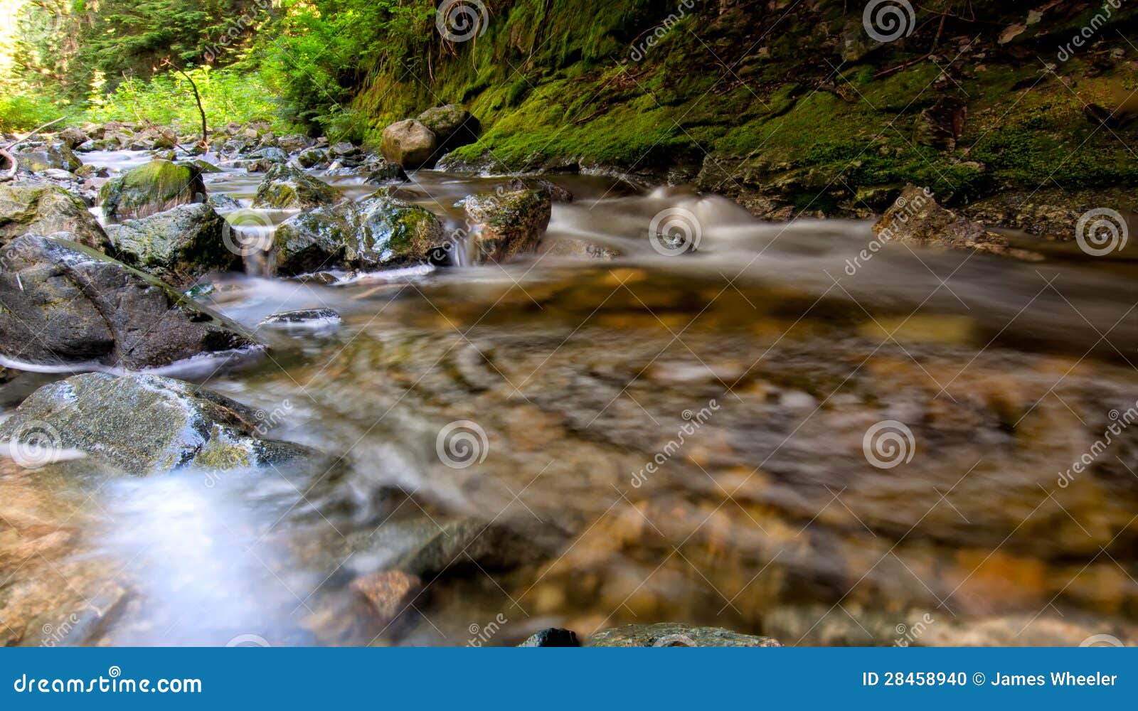 Circular Stream In A Beech Forest Stock Photo | CartoonDealer.com ...