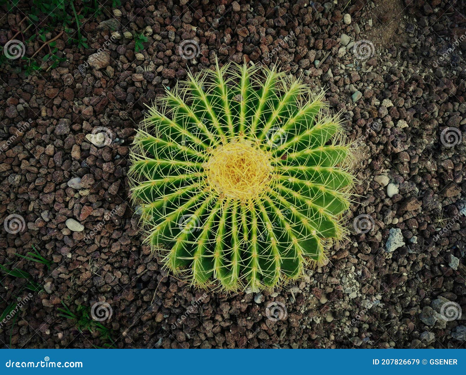 Circular Cactus Echinocactus Stock Image - Image of plant, herb: 207826679