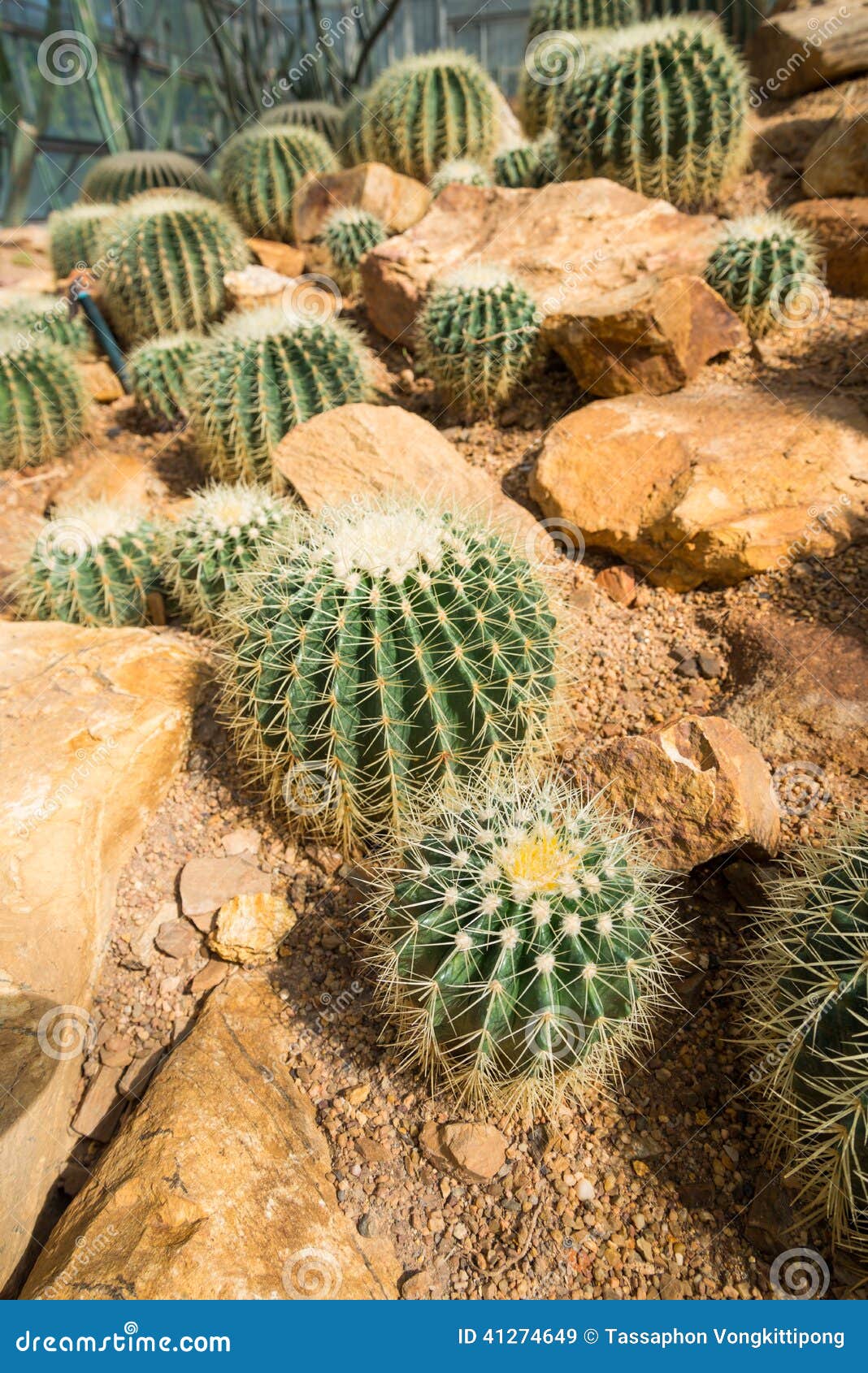 Circular cactus stock image. Image of spikes, botanic - 41274649