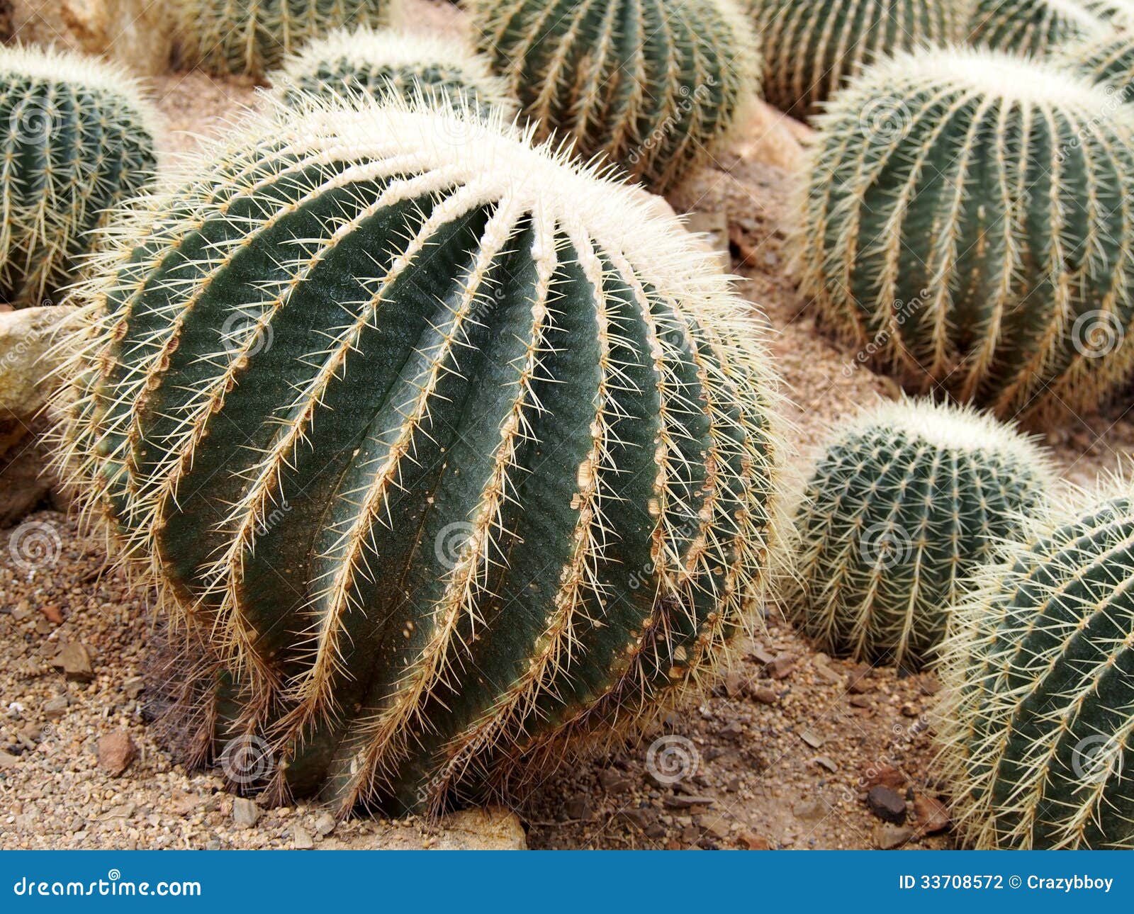 Circular Cactus stock photo. Image of botany, thorn, plant - 33708572