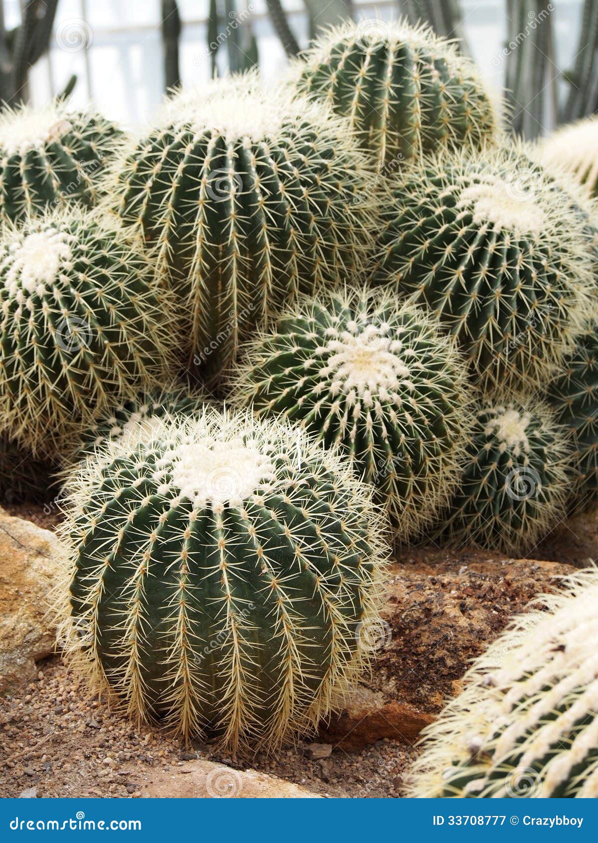 Circular Cactus stock image. Image of thorn, group, plant - 33708777