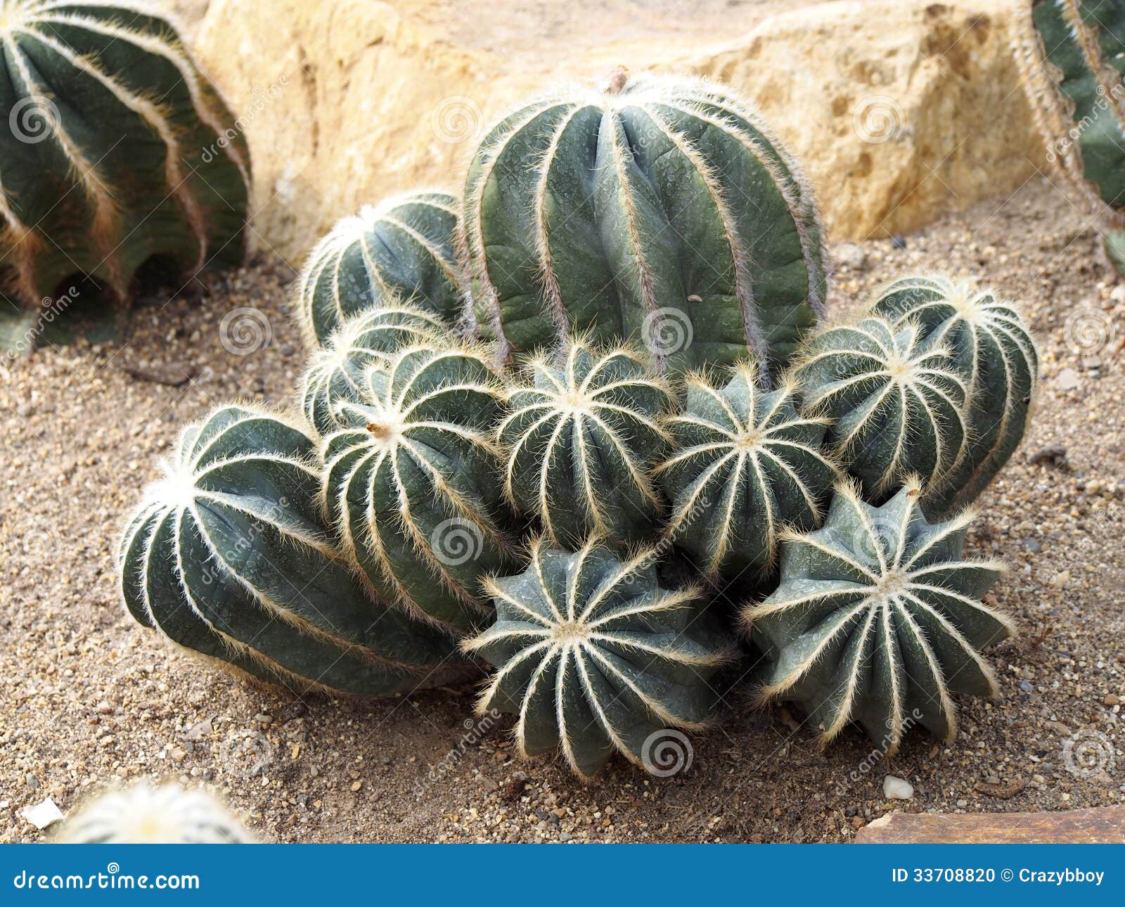 Circular Cactus stock photo. Image of botany, cactus - 33708820