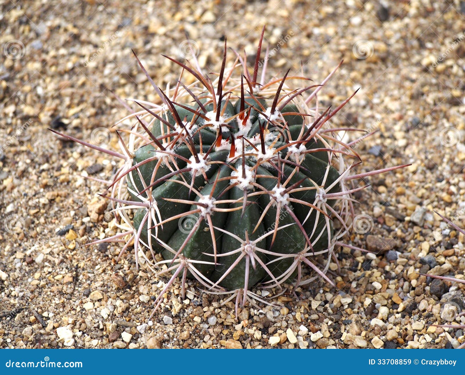 Circular Cactus stock image. Image of thorn, leaves, garden - 33708859