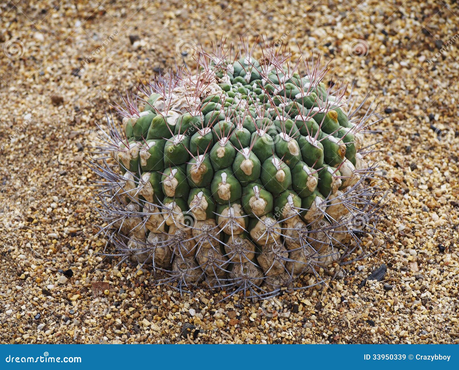 Circular Cactus stock image. Image of hair, garden, weather - 33950339
