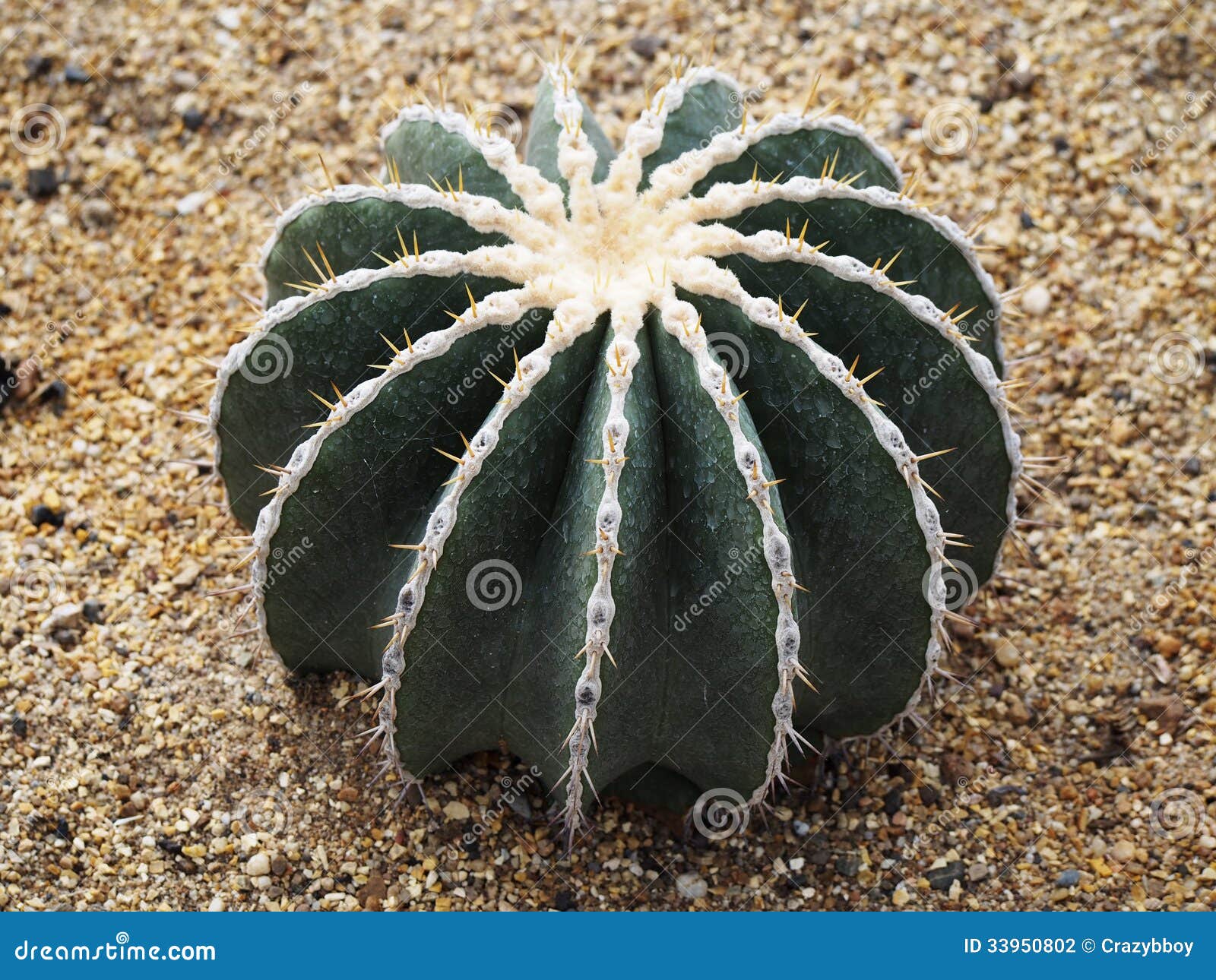 Circular Cactus stock photo. Image of shoot, hair, desert - 33950802