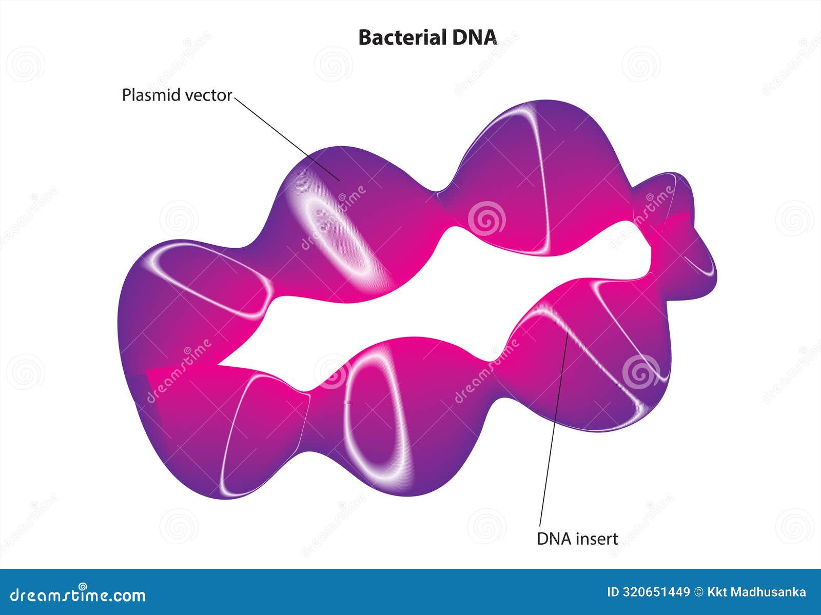 Structure of Circular DNA stock vector. Illustration of circle - 320651449