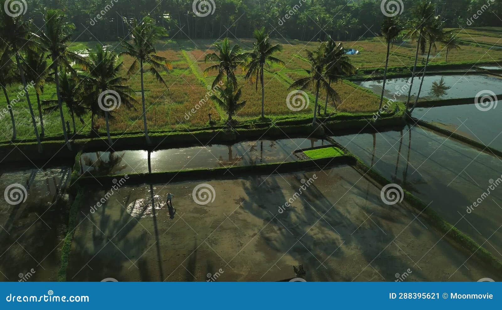 Circular Flight from a Drone Around the Rice Fields Where a Farmer in a ...