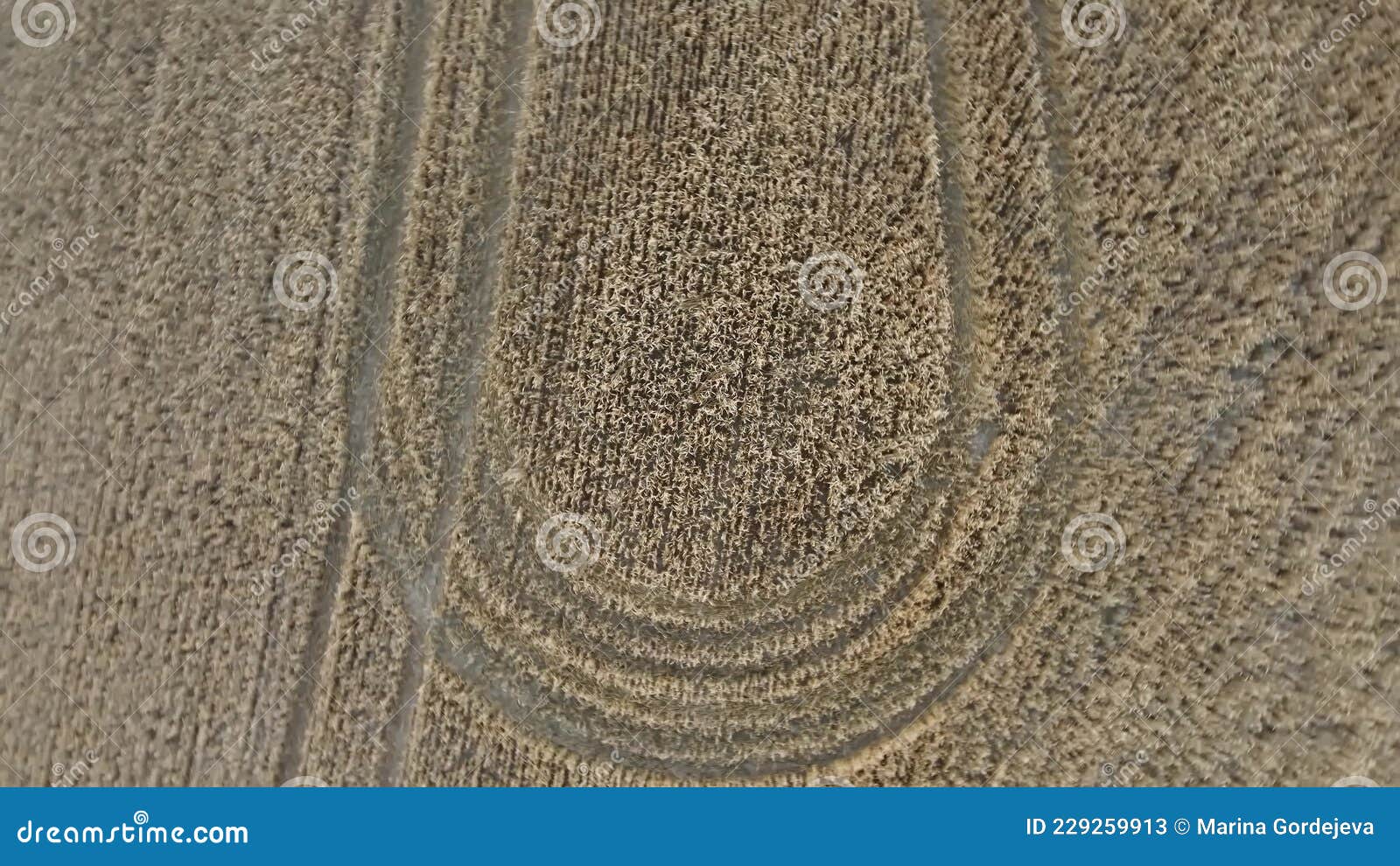 Circular Footprints in Wheat Fields. Top View of the Wheat Field Stock ...