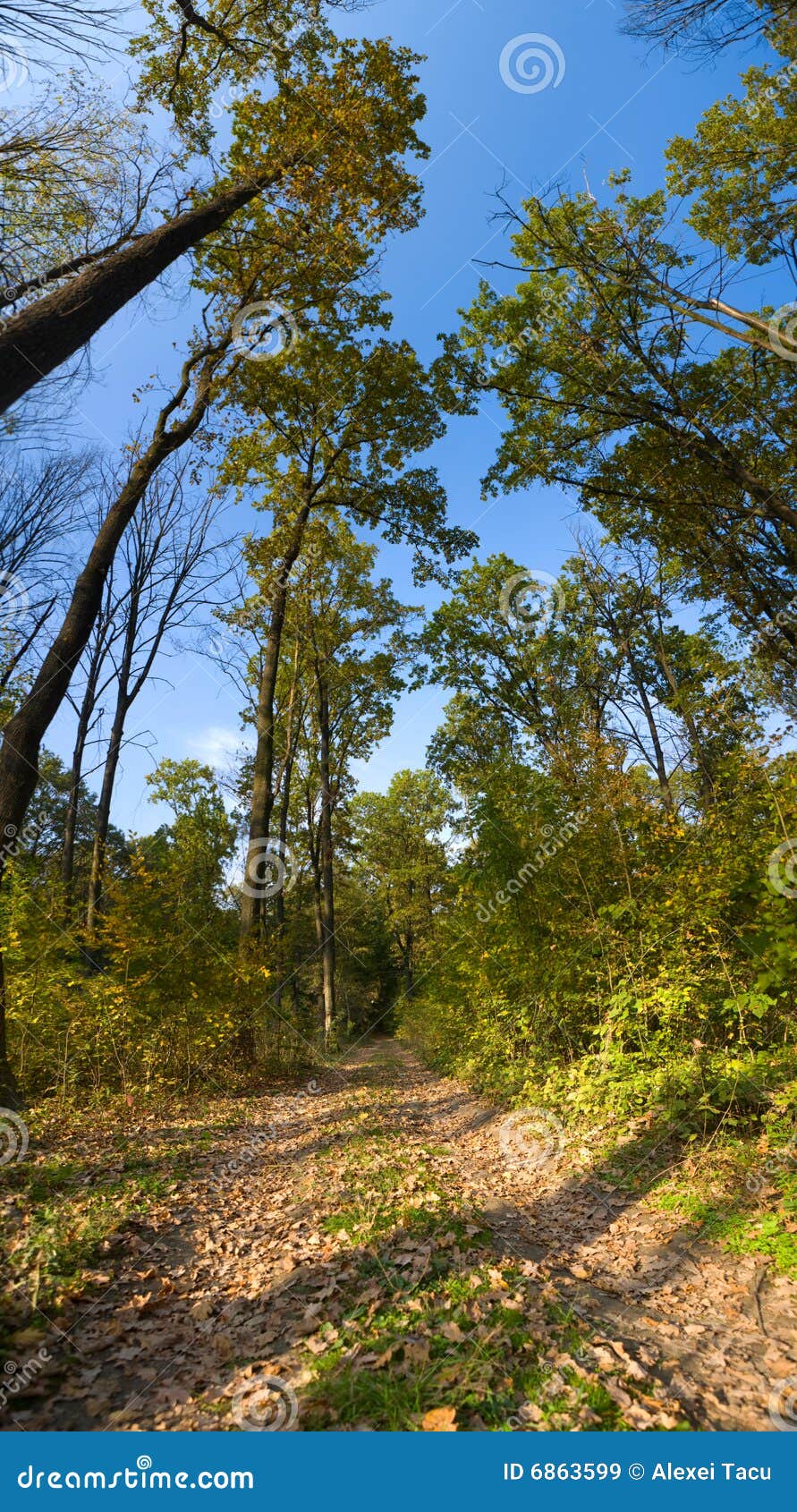 Circular Forest Picture. Image: 6863599