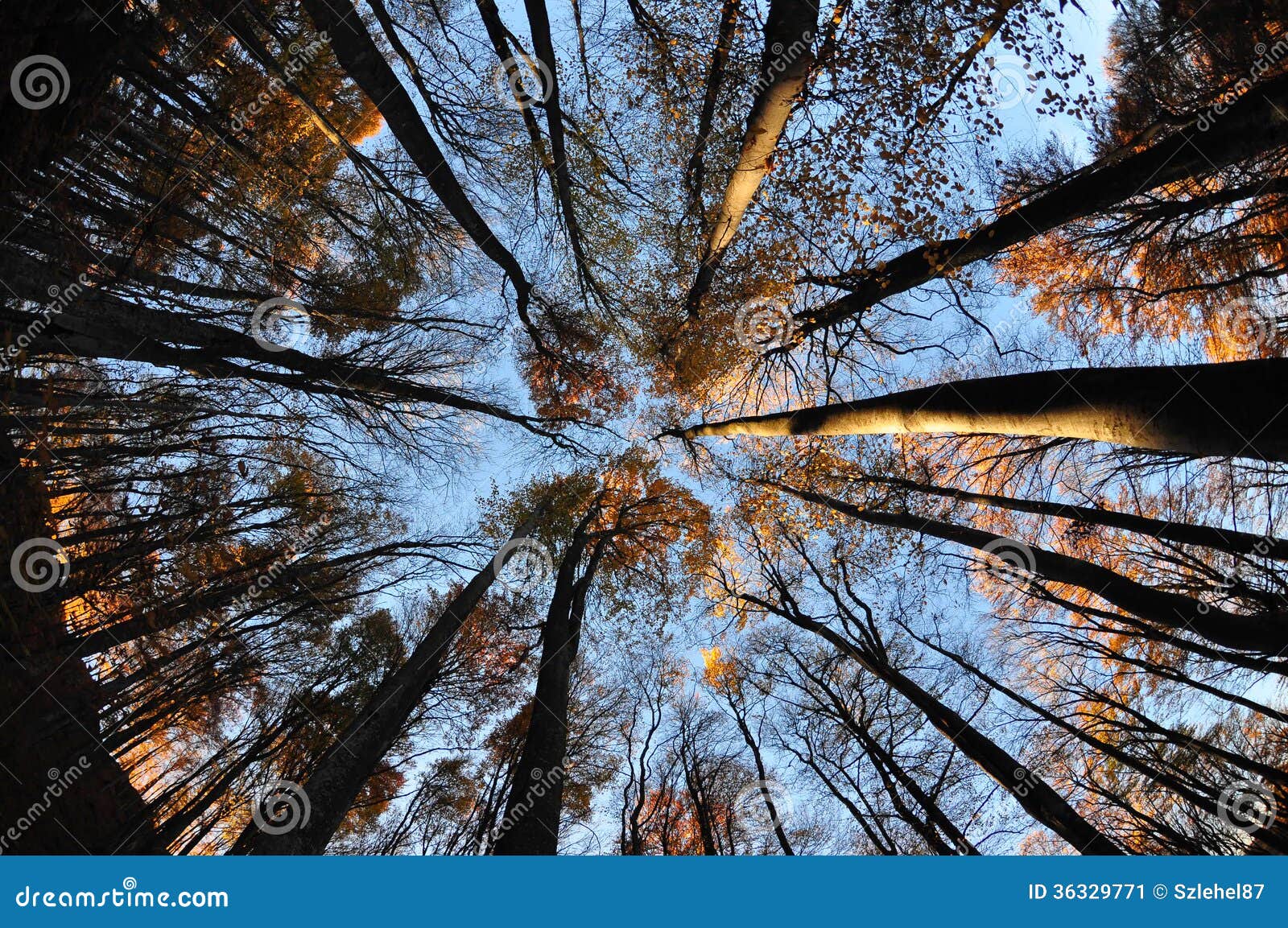 Circular forest stock image. Image of branch, park, woodland - 36329771