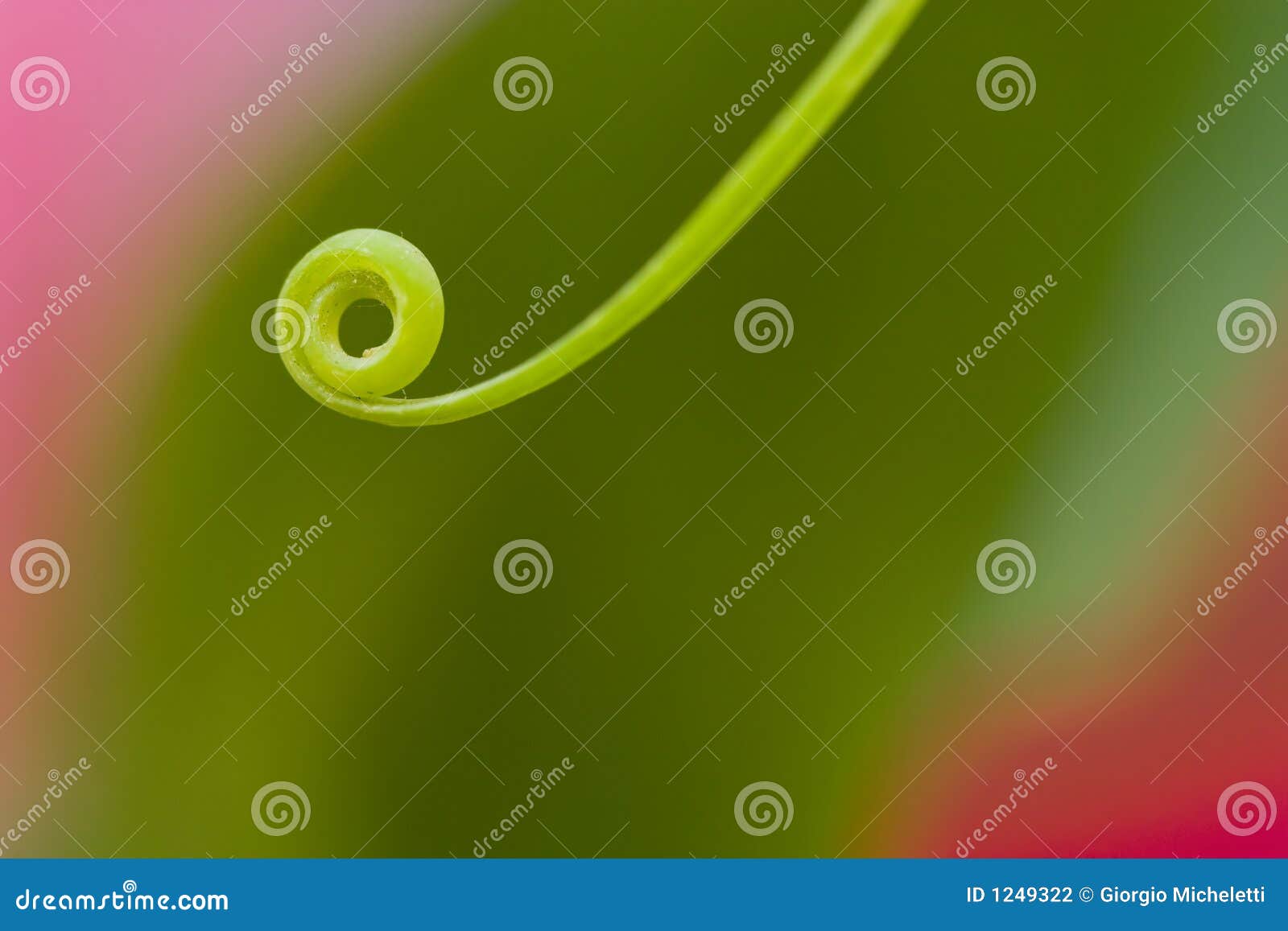 Circular green leaf stock photo. Image of geometry, background - 1249322