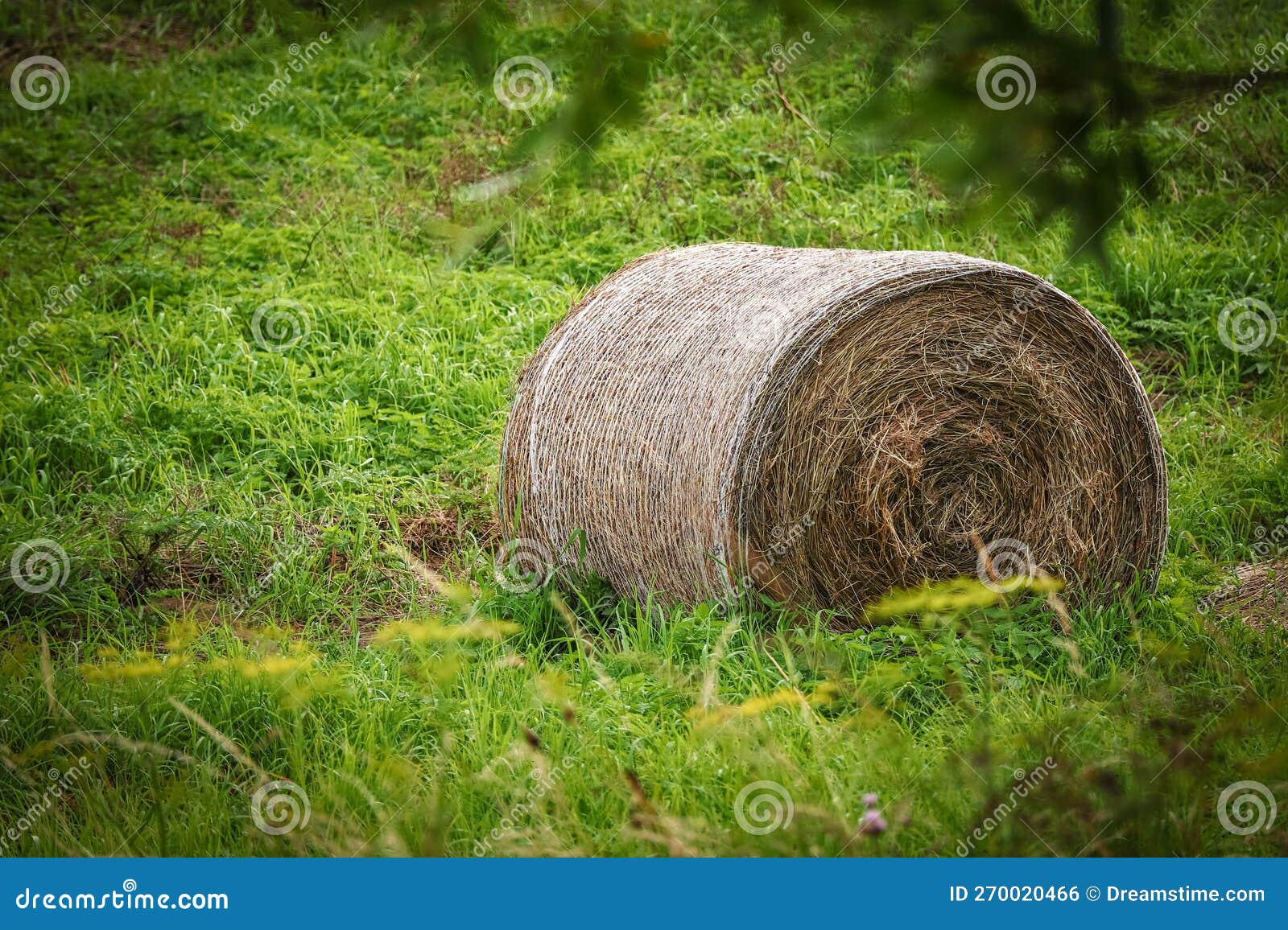 Circular Hay Stack in a Summer Field with Green Grass Stock Photo ...