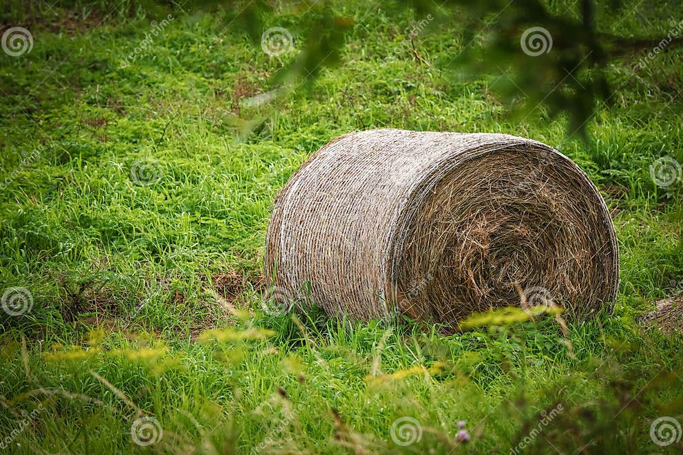 Circular Hay Stack in a Summer Field with Green Grass Stock Photo ...