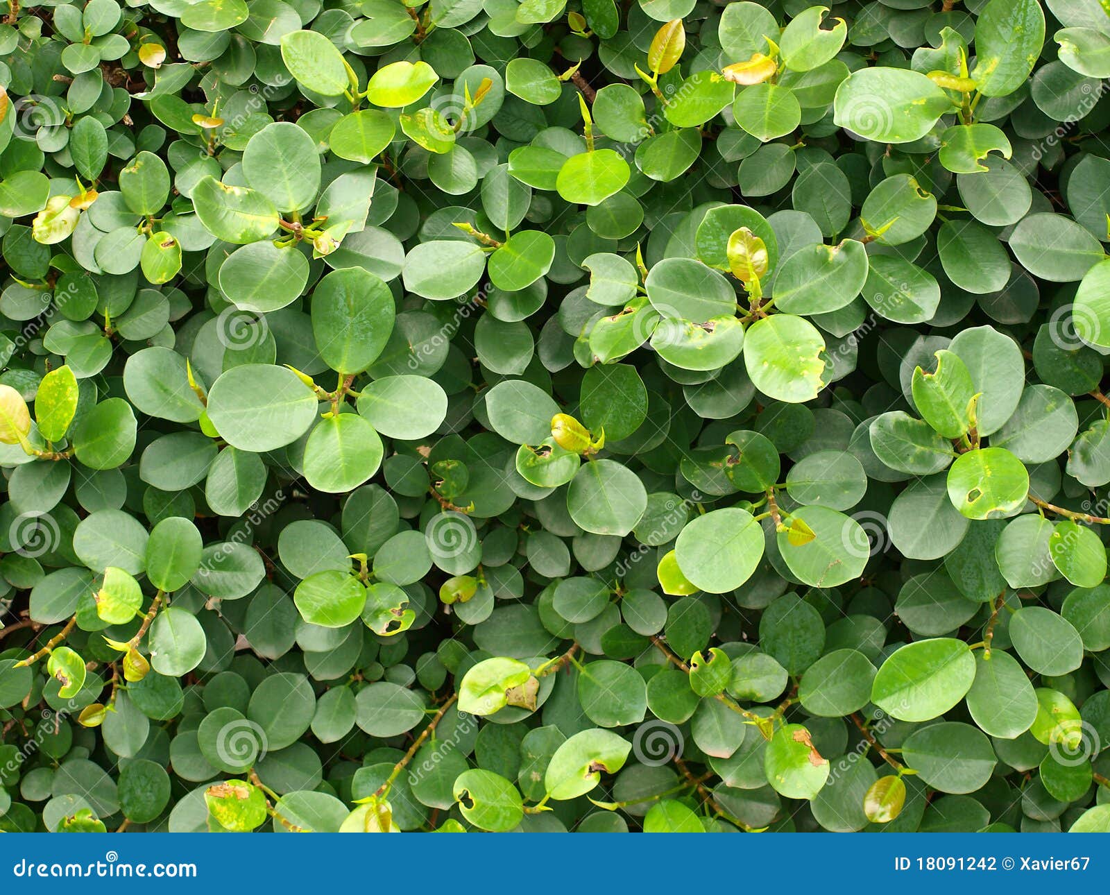 Circular leaves stock photo. Image of macro, detail, green - 18091242