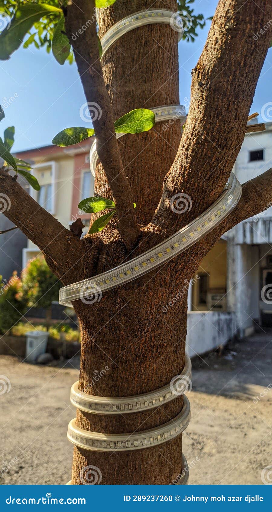 Circular Led Light on the Tree Stock Photo - Image of circular ...