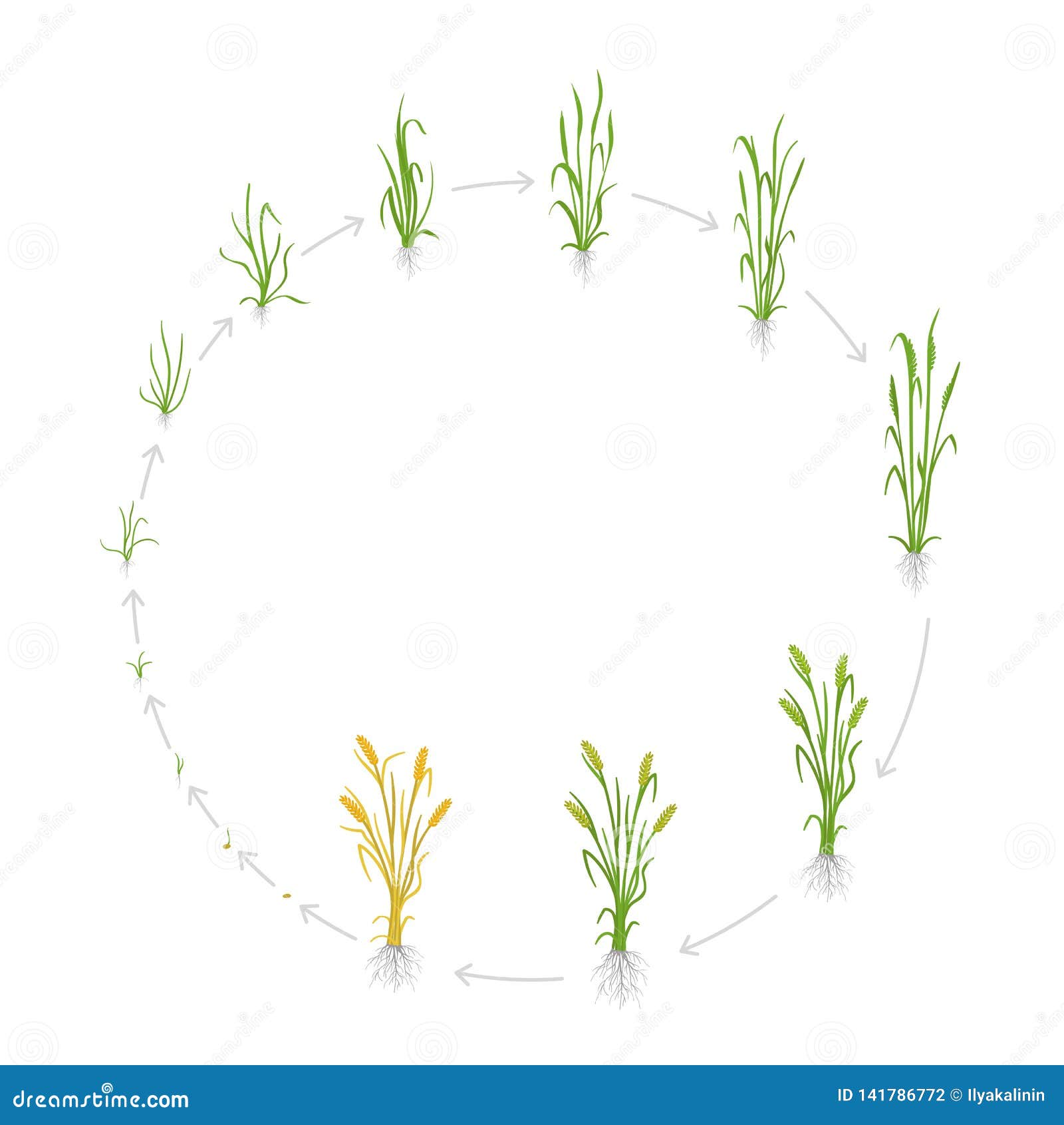Circular Life Cycle Of Rye Grain Growth Stages Of Rye Plant Cereal