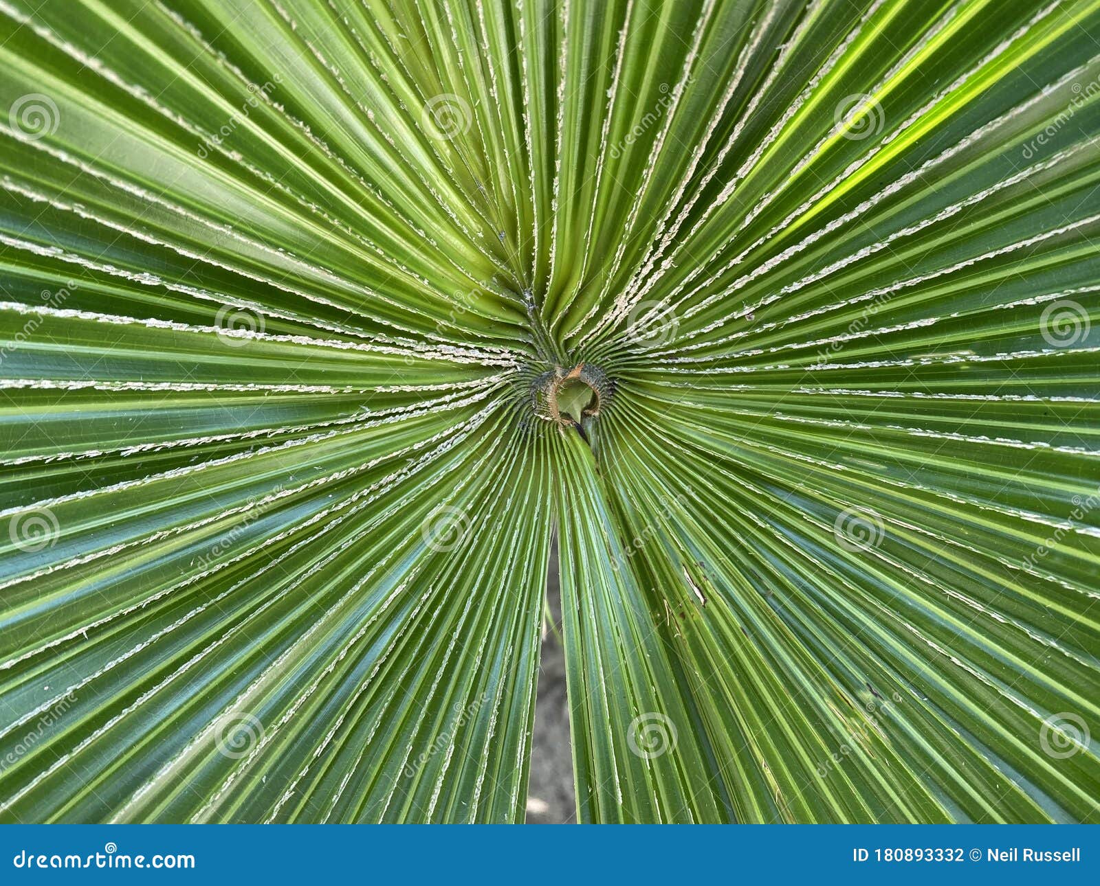 Circular Palm Tree With Water Drop And Nature Leaf Royalty-Free Stock ...