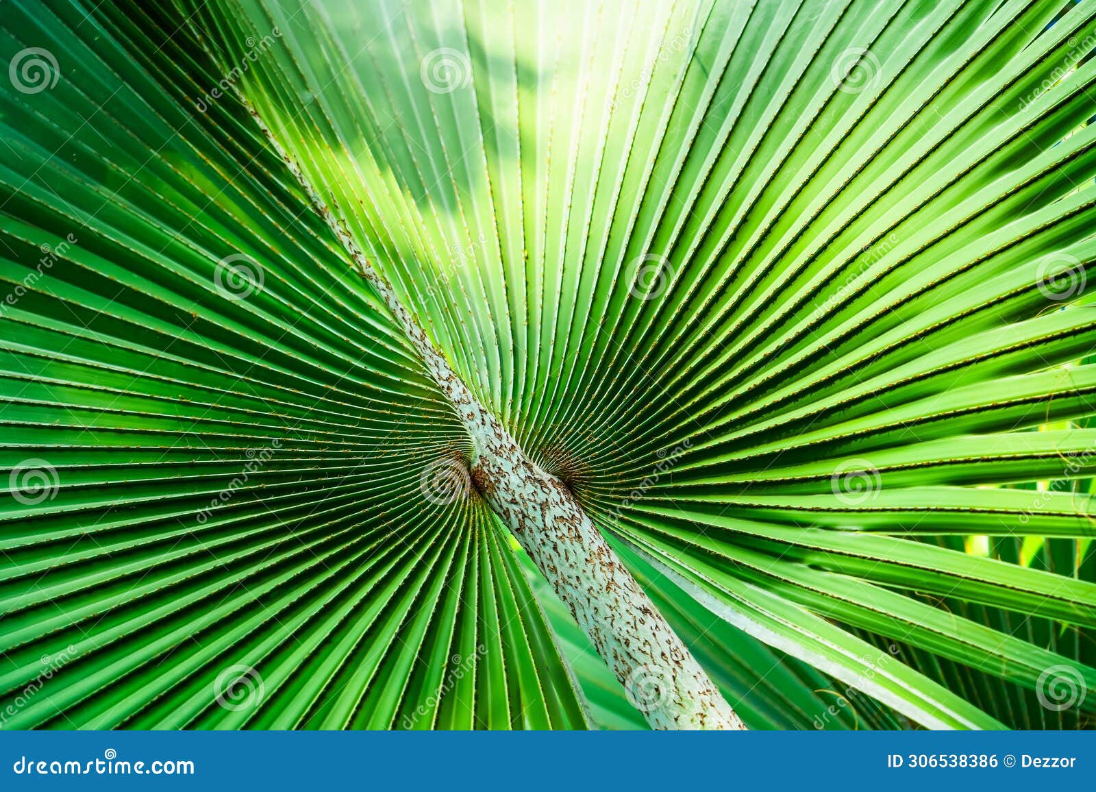 Circular Palm Leaf Tropical Palm Leaves, Floral Background Stock Photo ...