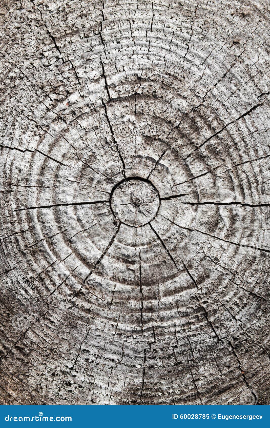 Circular Pattern of Old Wooden Log Section Stock Image - Image of ...