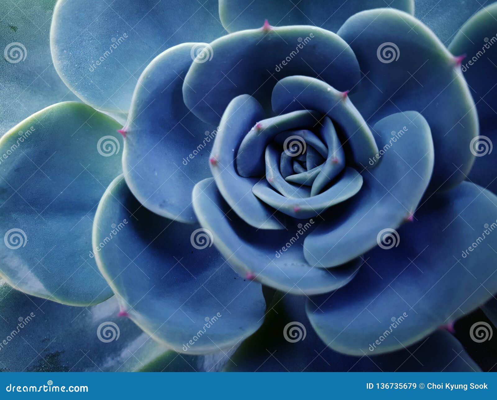 Circular plant stock image. Image of pattern, cactus - 136735679