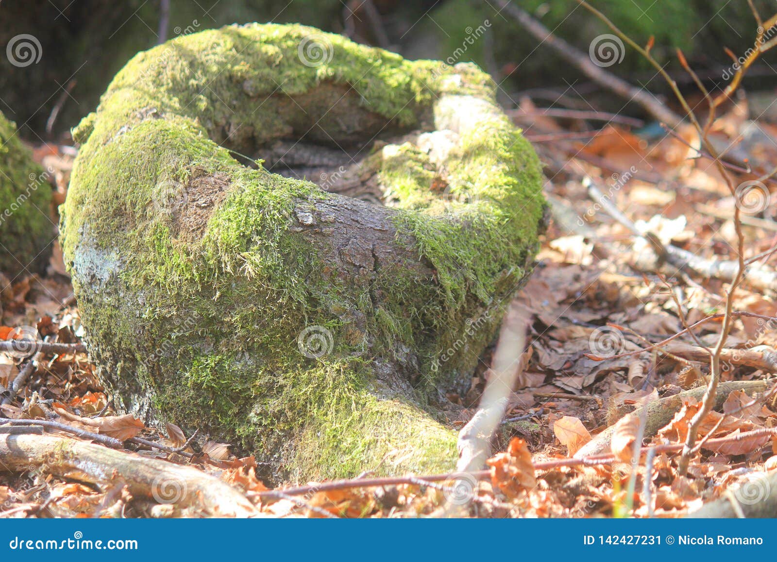 Circular root with musk stock image. Image of vegetation - 142427231