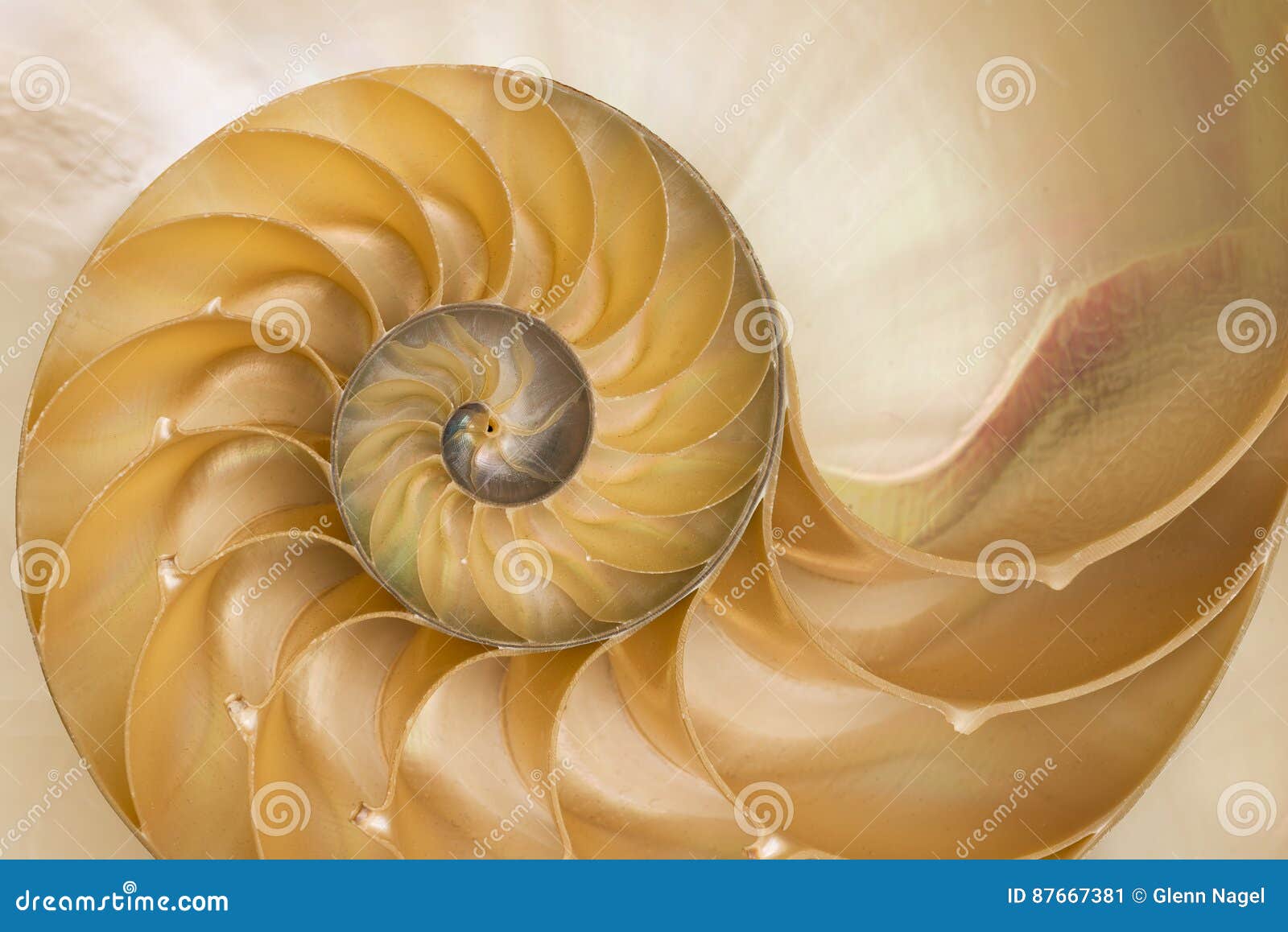 Circular sea shell stock image. Image of abstract, gold - 87667381