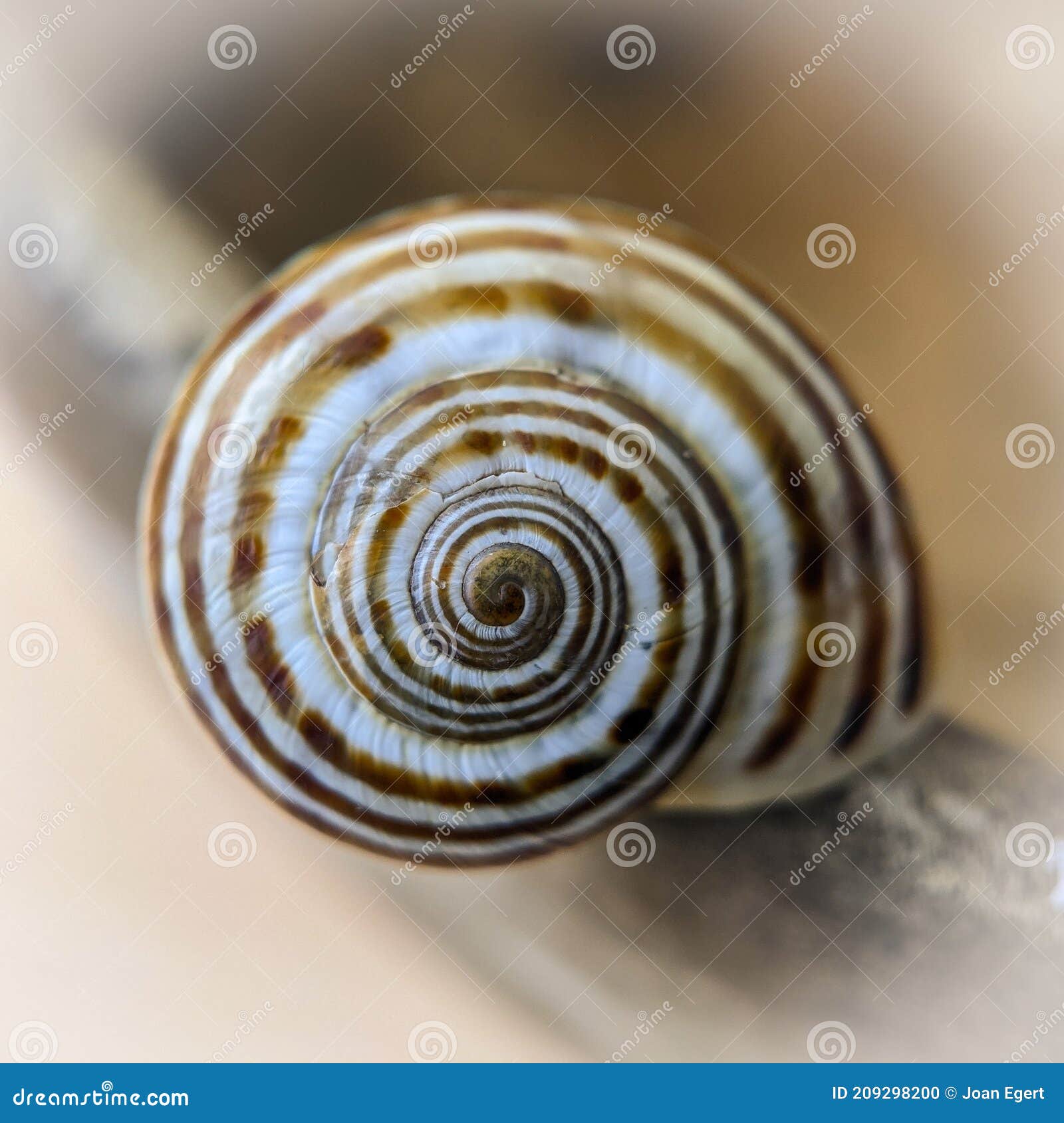Splendid helix stock photo. Image of shaped, circular - 209298200