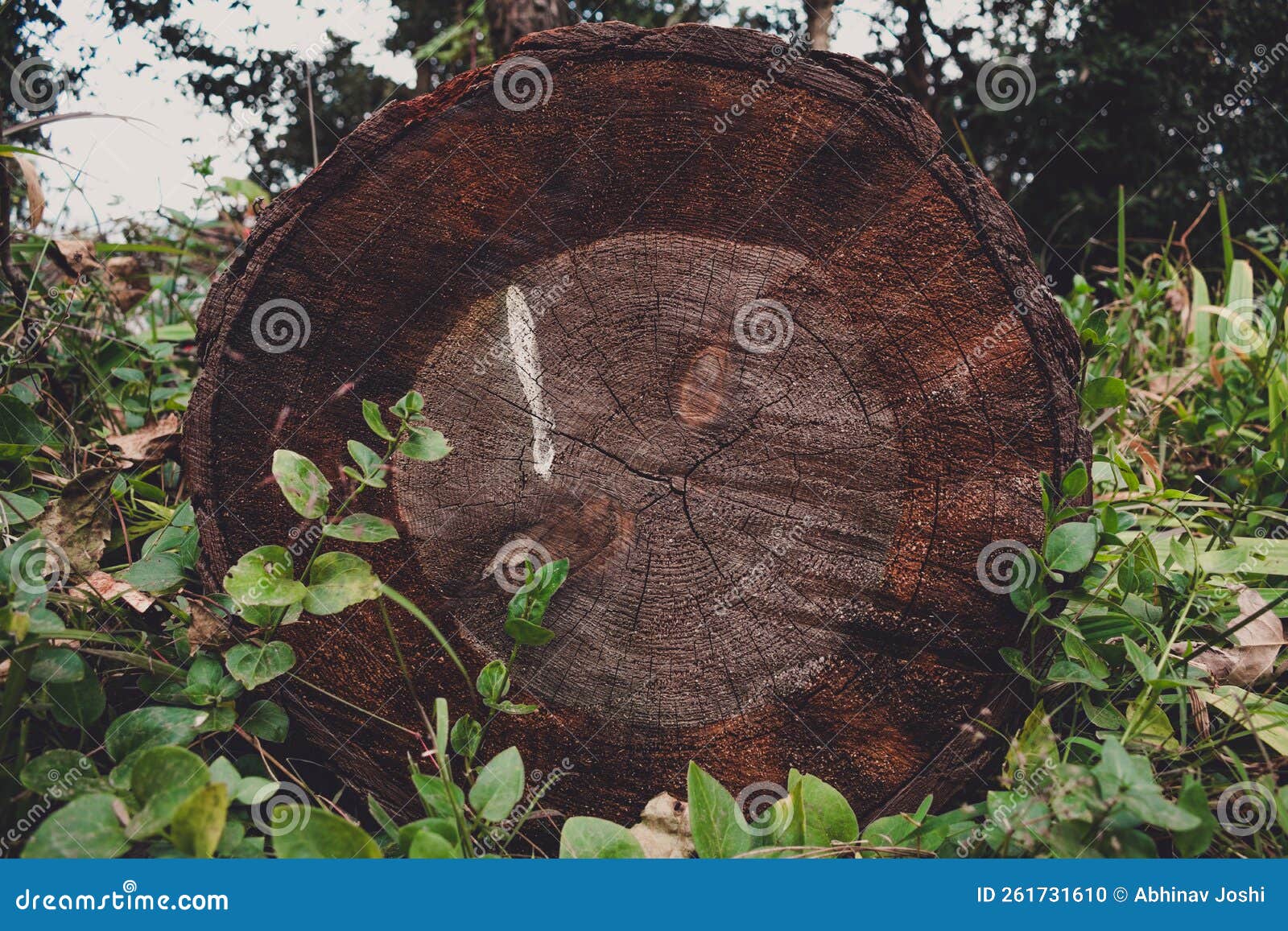 Circular Shaped Wooden Log in the Forest - Trunk of Tree in the Forest ...