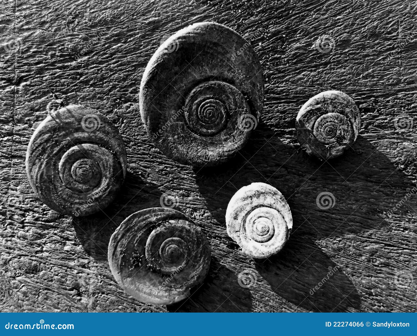 Circular shells stock photo. Image of white, rough, grey - 22274066