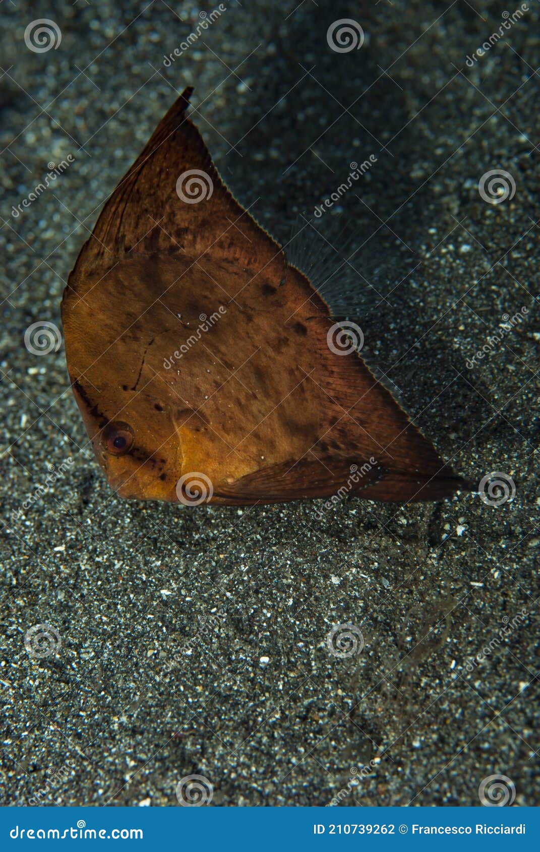 Circular Spadefish Platax Orbicularis Juvenile Stock Photo - Image of ...