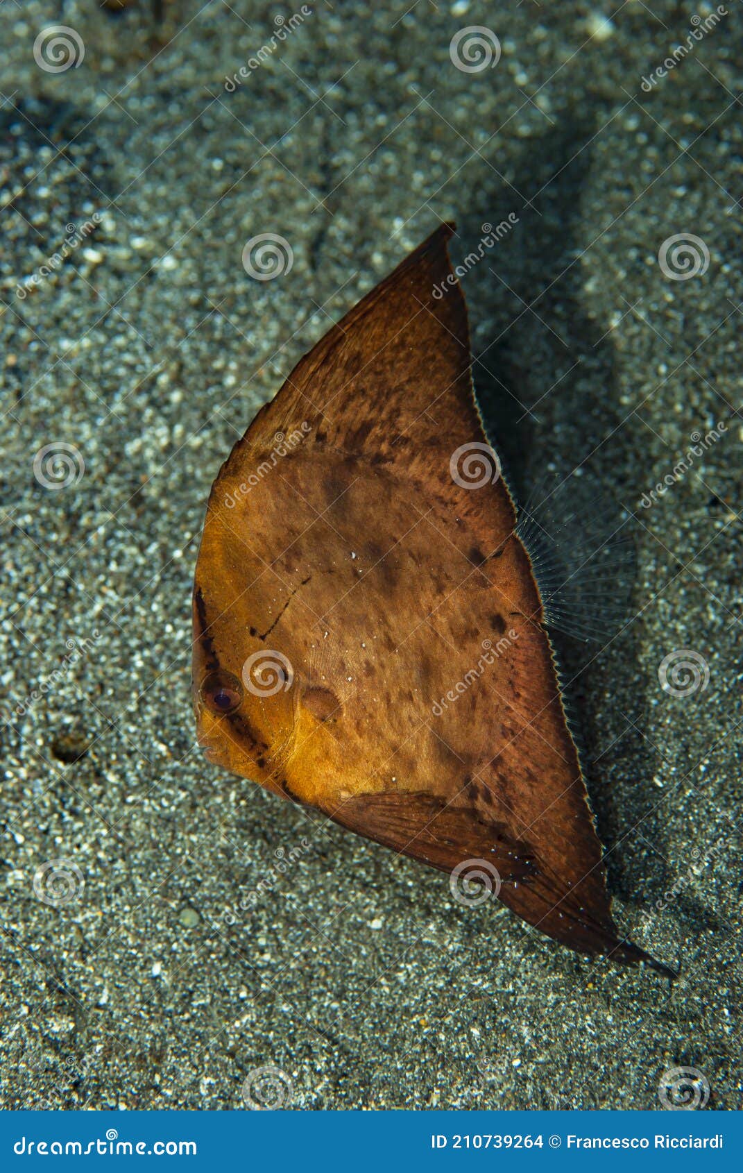Circular Spadefish Platax Orbicularis Juvenile Stock Photo - Image of ...