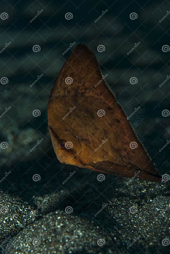 Circular Spadefish Platax Orbicularis Juvenile Stock Photo - Image of ...