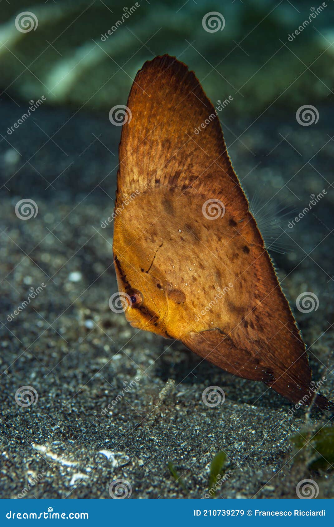 Circular Spadefish Platax Orbicularis Juvenile Stock Image - Image of ...