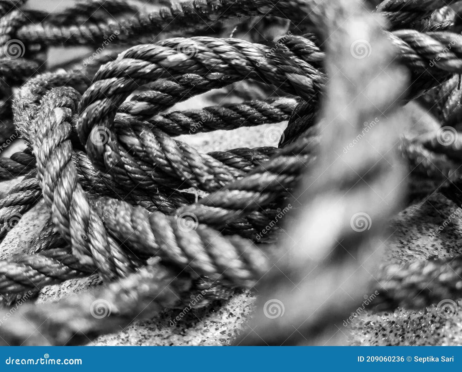 A Circular String of Snakes Stock Photo - Image of white, circular ...