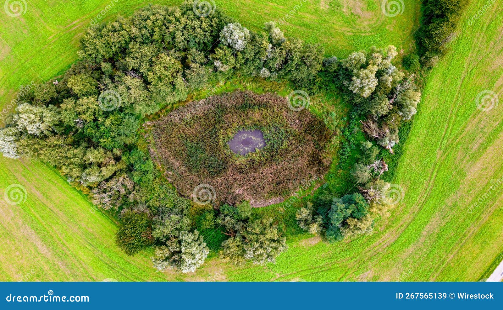 Circular Swamp with Algae and Surrounded by Trees Stock Image - Image ...