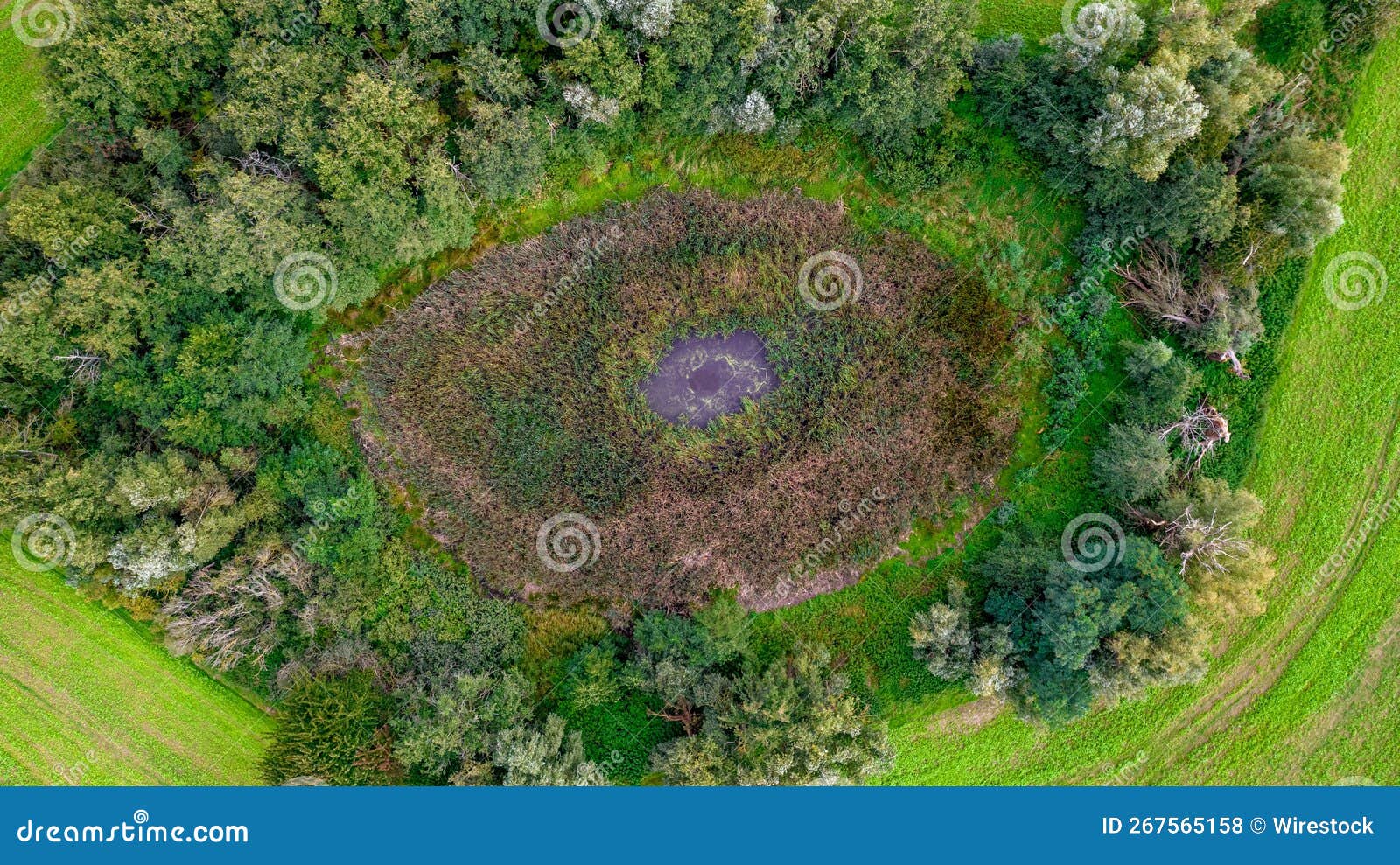 Circular Swamp with Algae and Surrounded by Trees Stock Photo - Image ...