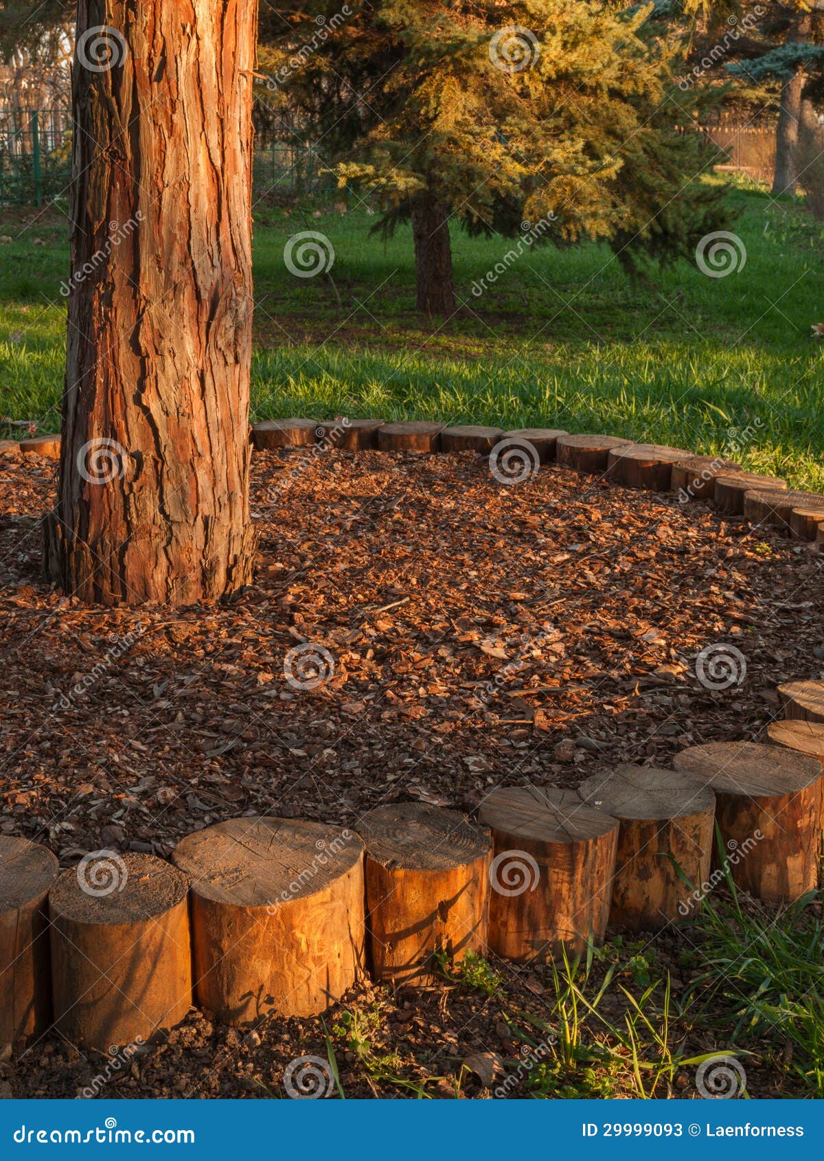 Circular Tree Trunk Texture Royalty-Free Stock Photography ...