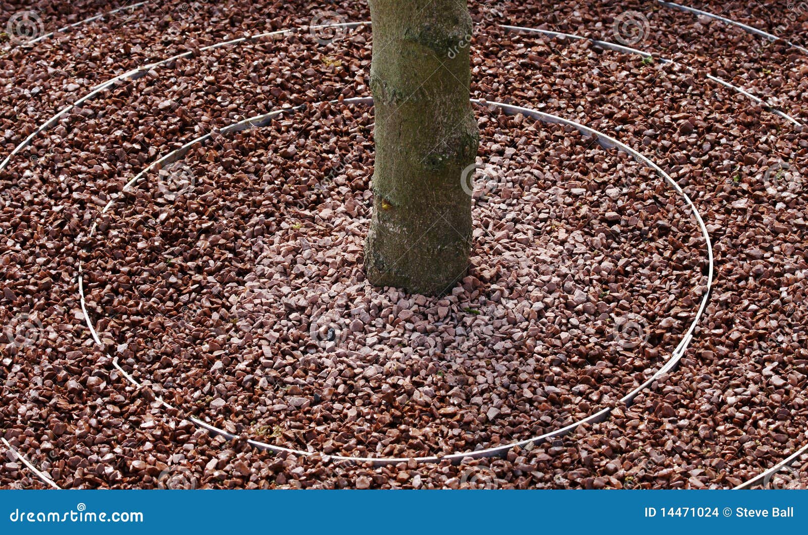 Circular Tree Trunk Texture Royalty-Free Stock Photography ...