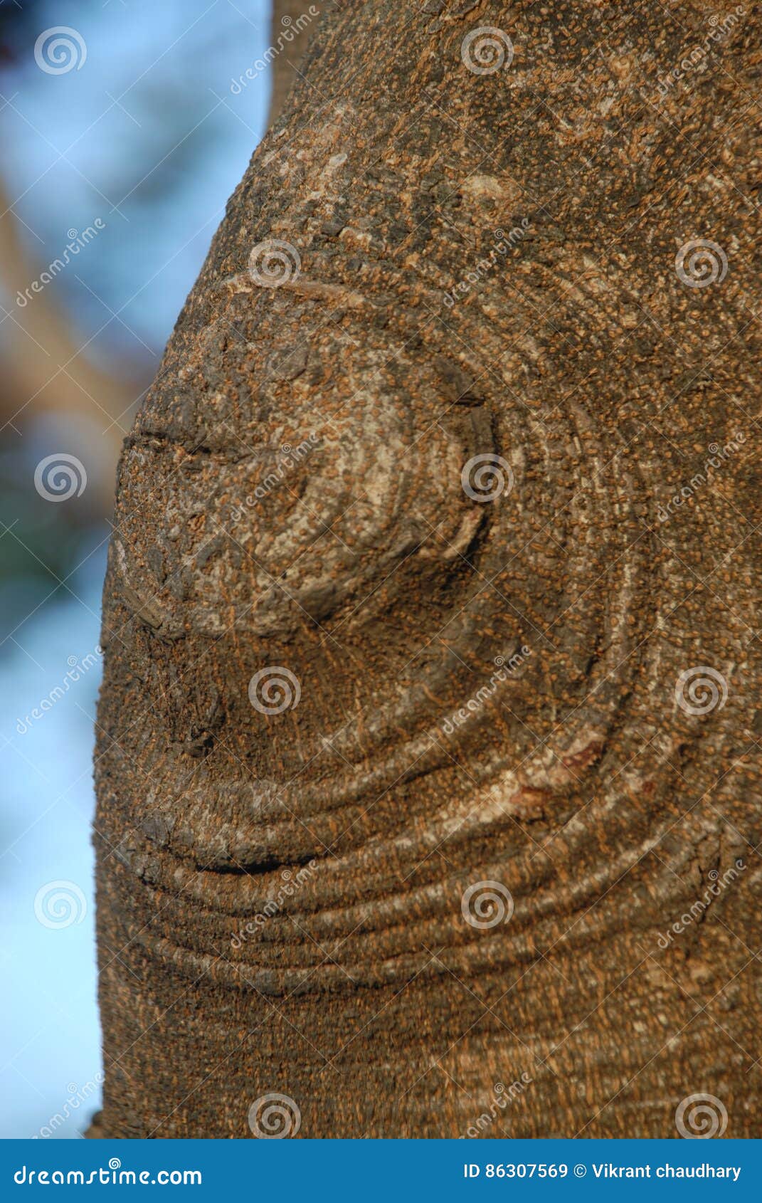 Circular Tree Trunk Texture Stock Image - Image of natural, white: 86307569