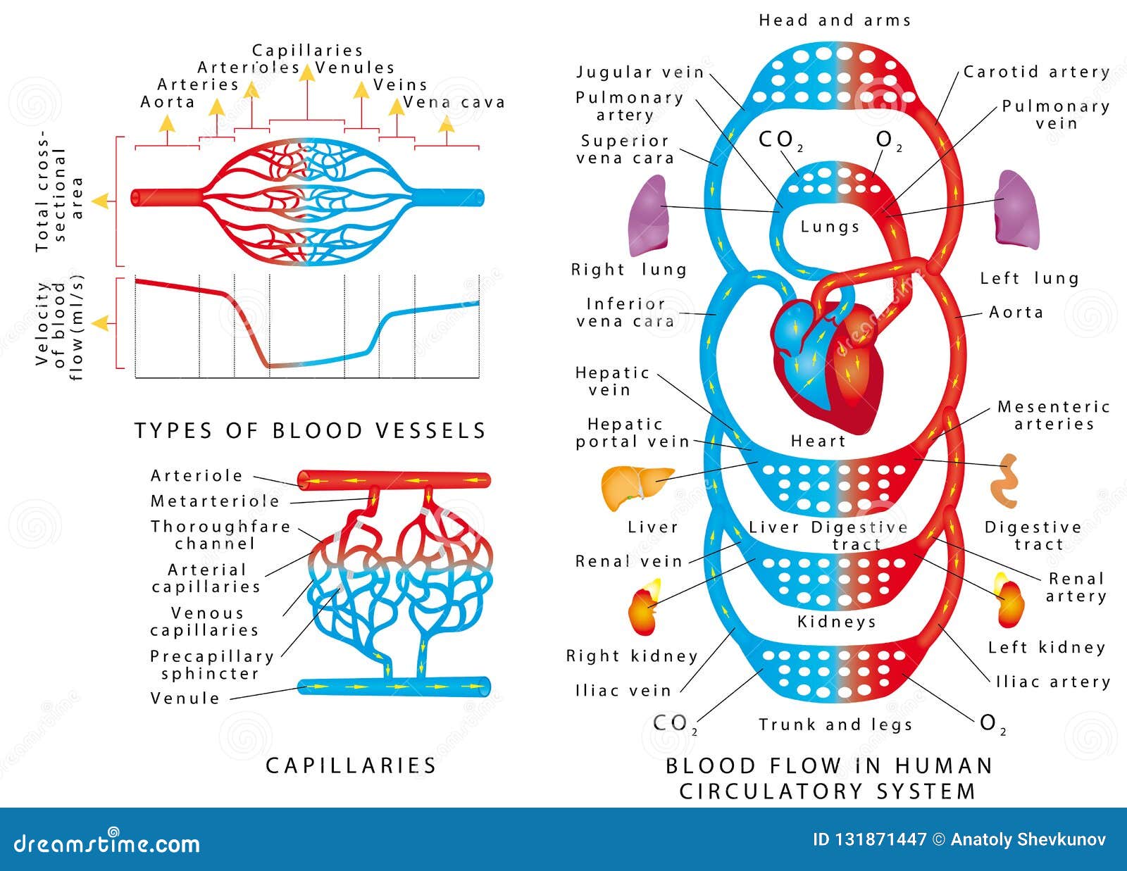 Circulation Sanguine Humaine Illustration de Vecteur - Illustration du ...