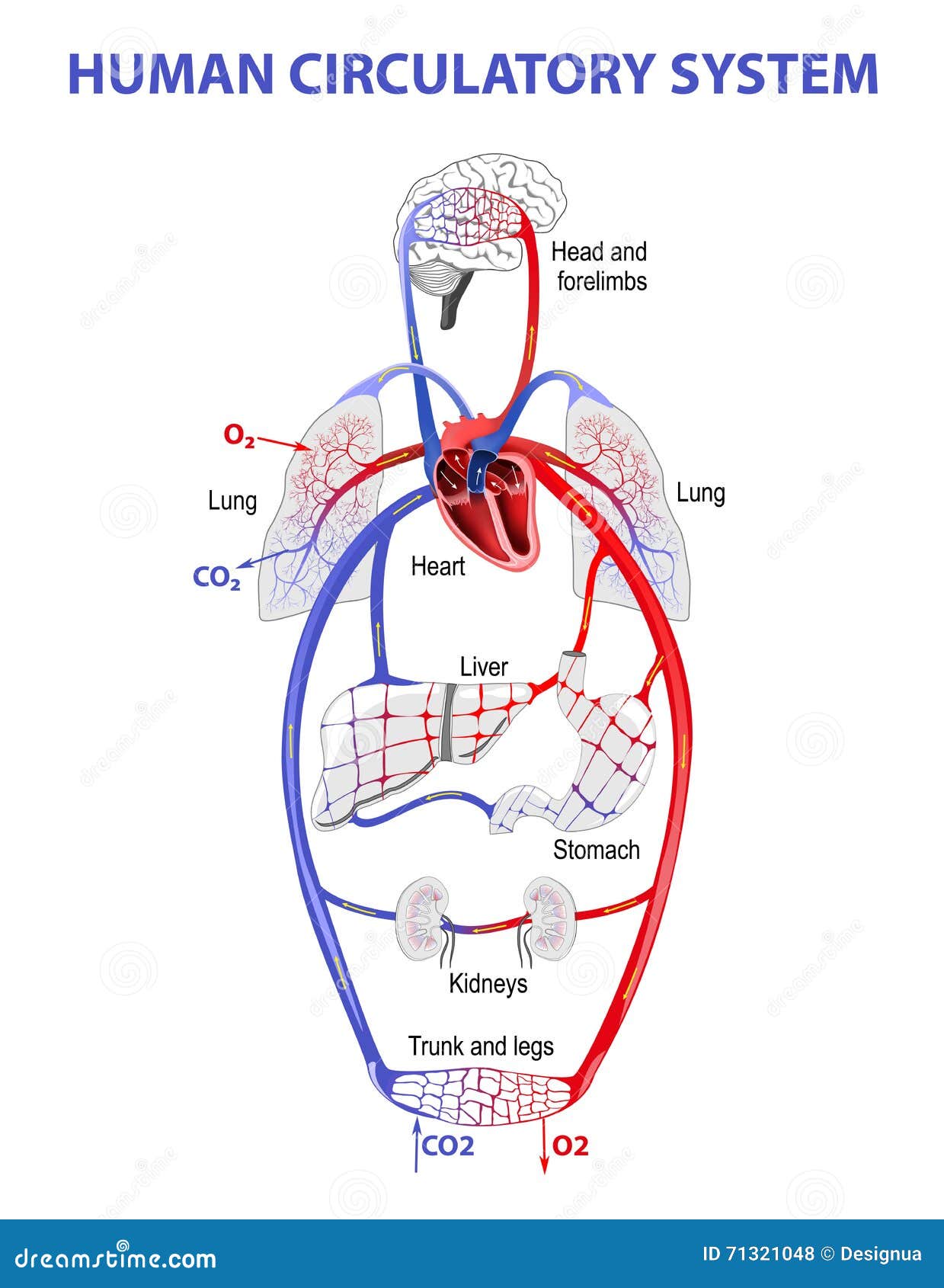 Circulation Sanguine Humaine Illustration de Vecteur - Illustration du ...